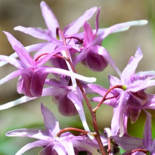 Kullanım Talimatı ve Ürün İçeriği - Yeson Drops For Women - Turnera ...